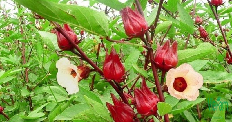 Cách trồng atiso đỏ giúp cây phát triển nhanh và ra hoa đẹp